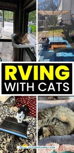 RVing with Cats: What To Prepare - Let's Travel Family